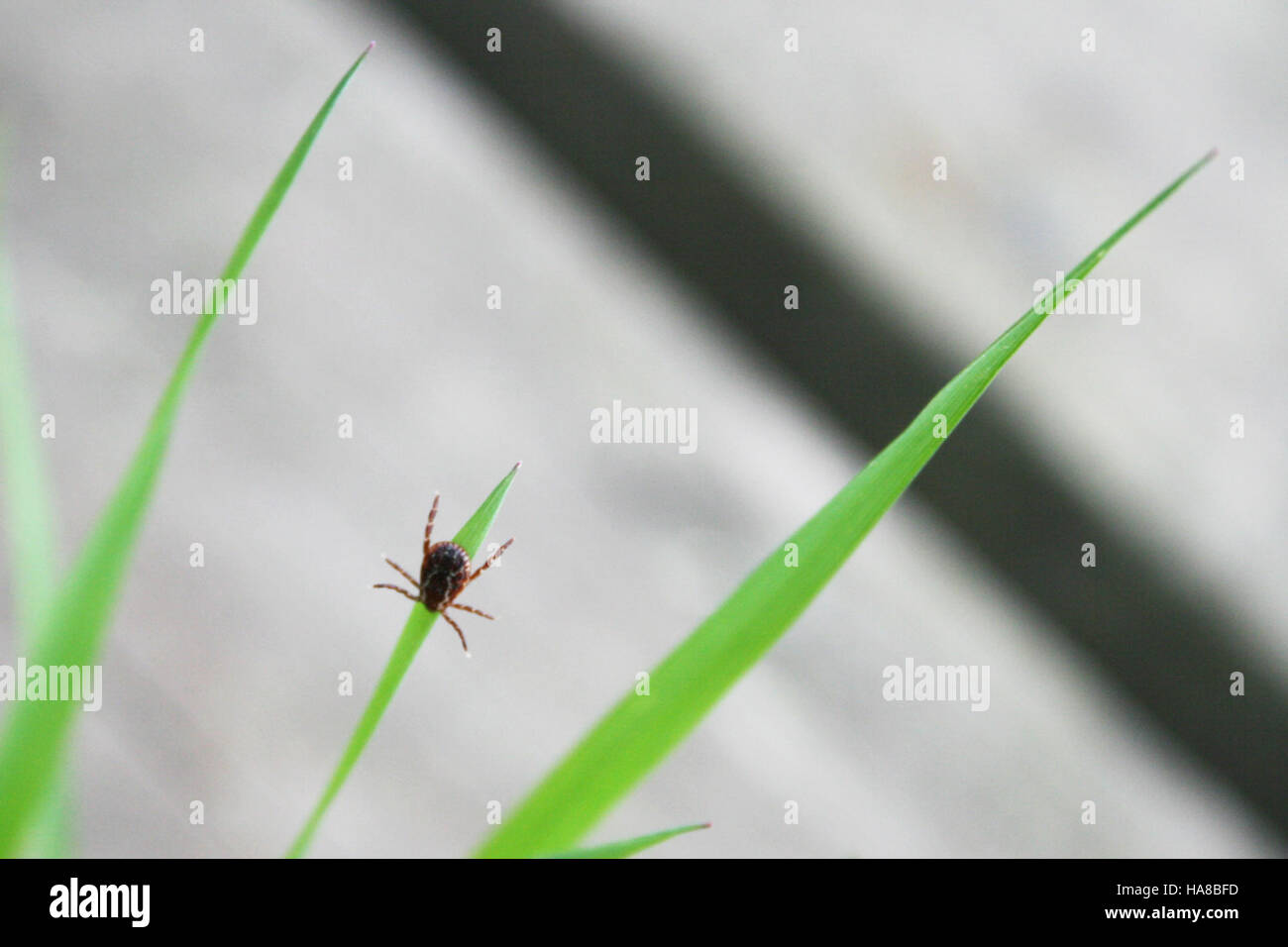 The American Dog Tick, found in the Midwest, is a common tick species ...