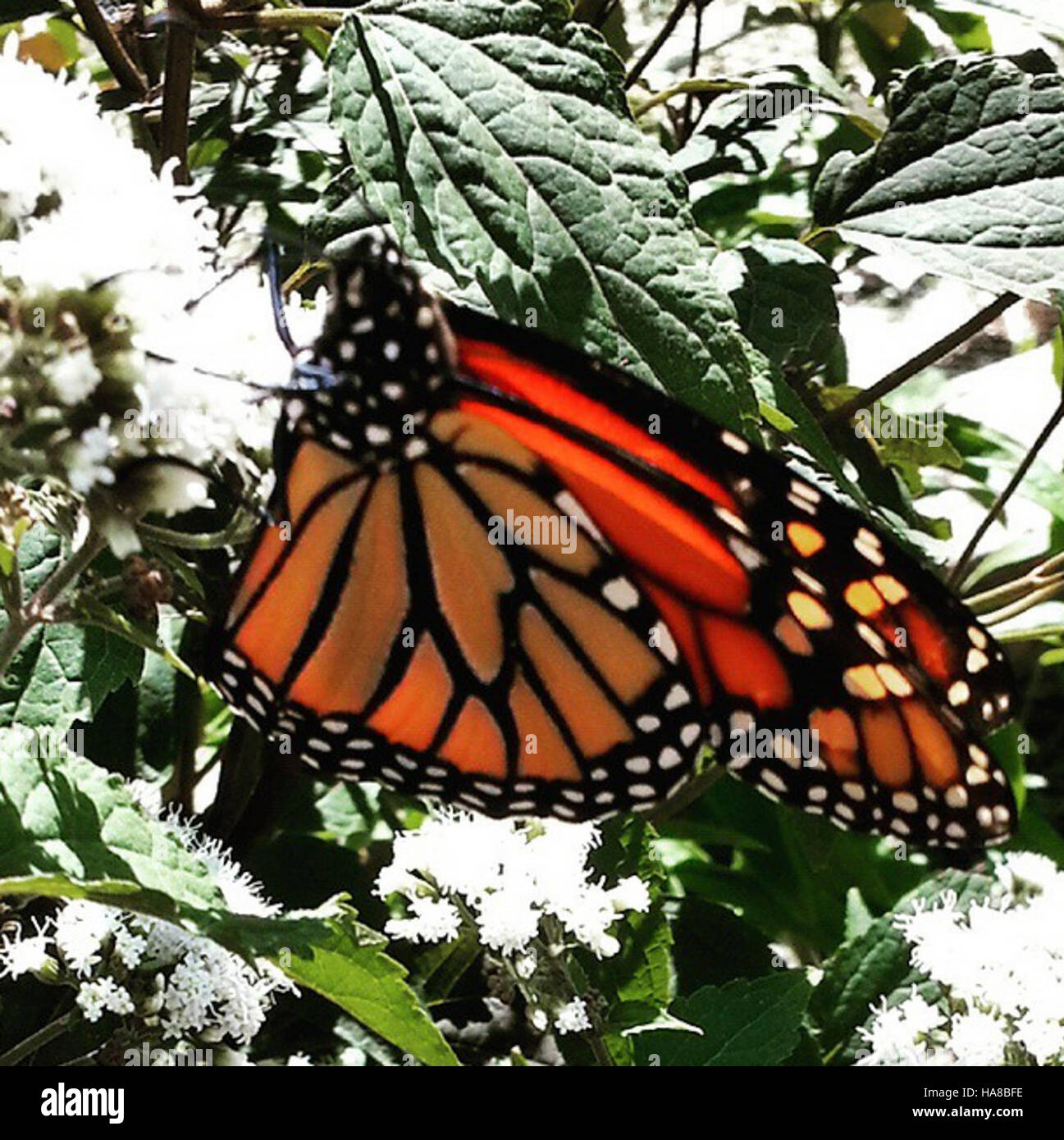 The Monarch Butterfly migrates across the United States, with key ...