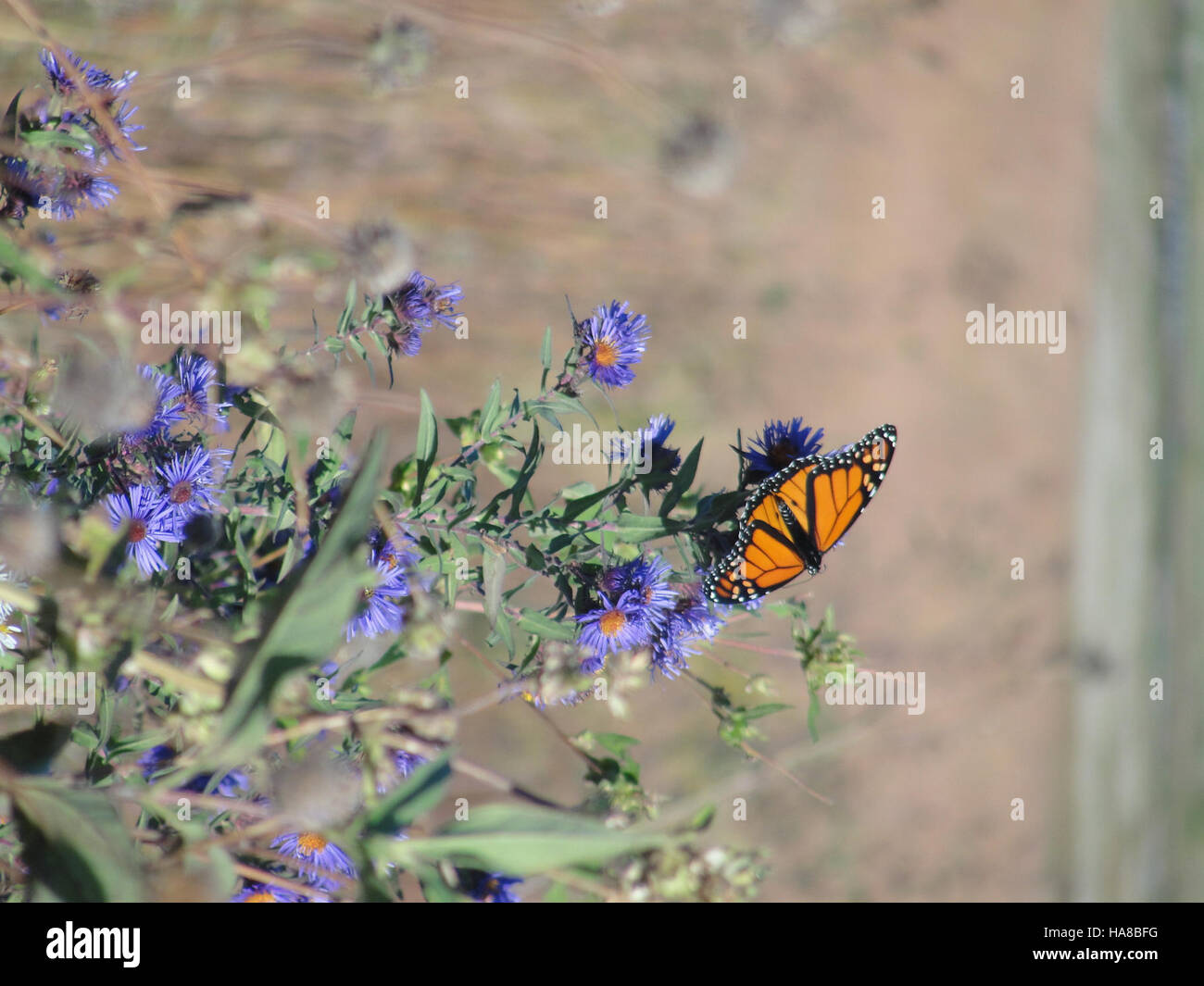 A Monarch Butterfly photographed in Iowa, highlighting its migration ...