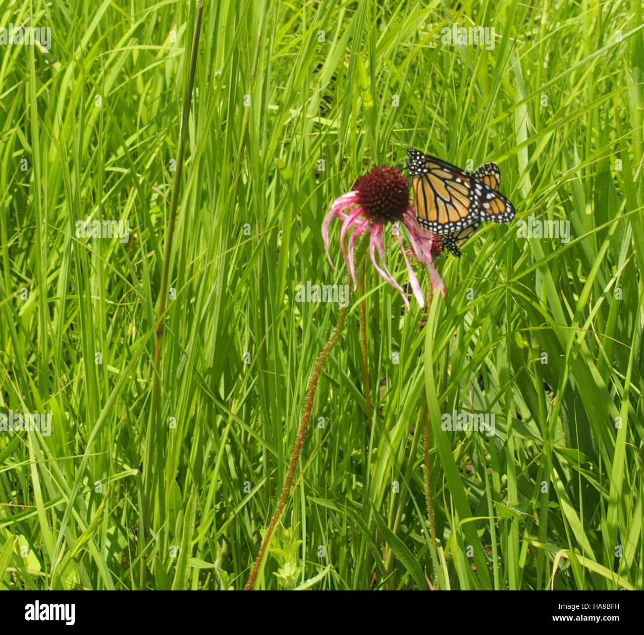 The Monarch Butterfly, a migratory species, is an important indicator ...