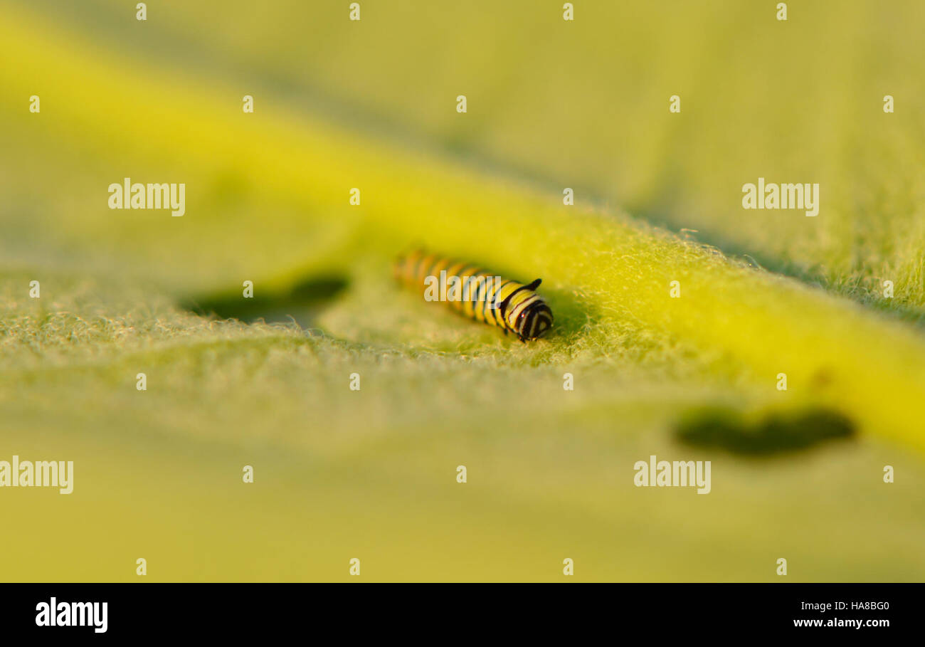 A Monarch Caterpillar four days post-hatching, observed in its natural ...