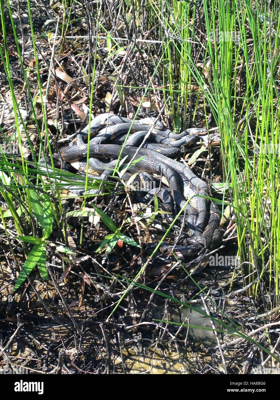 A snake mating frenzy observed in a national park highlights the ...