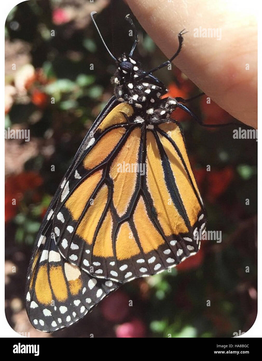Monarch butterflies are a significant species for conservation efforts ...