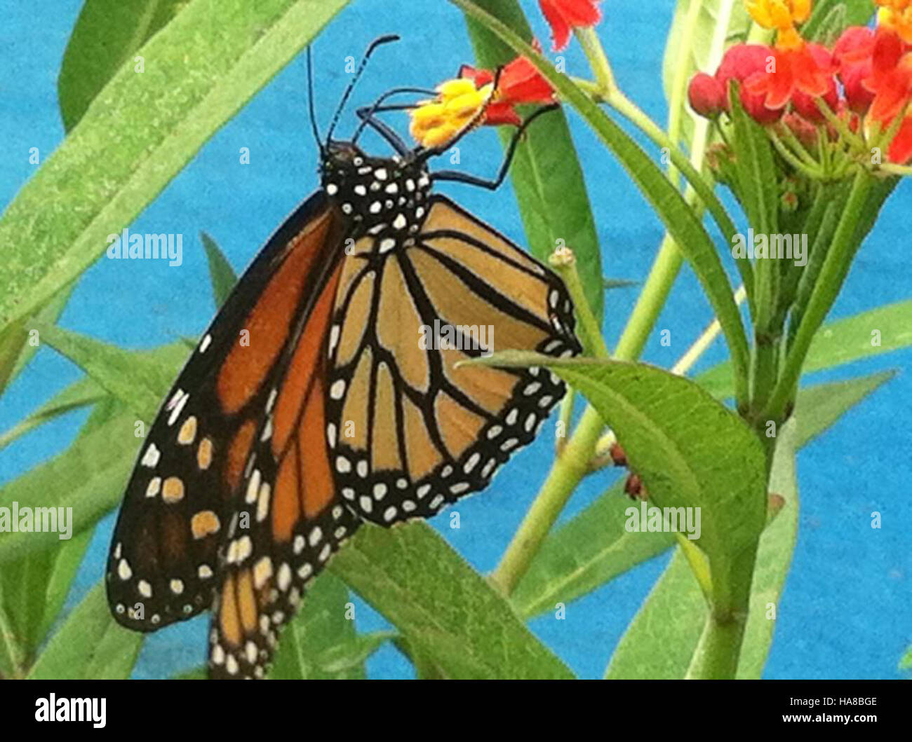 The Monarch butterfly, a migratory species, is often observed in ...