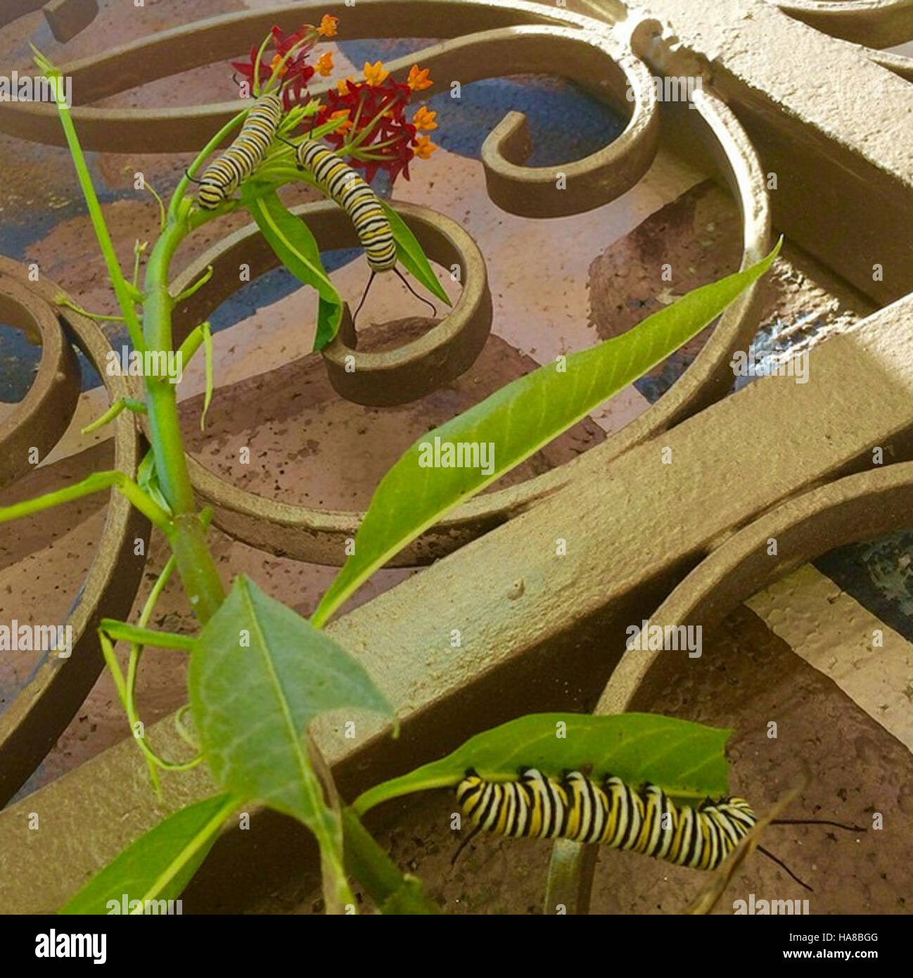 Monarch caterpillars, a critical species in the U.S., are featured in ...