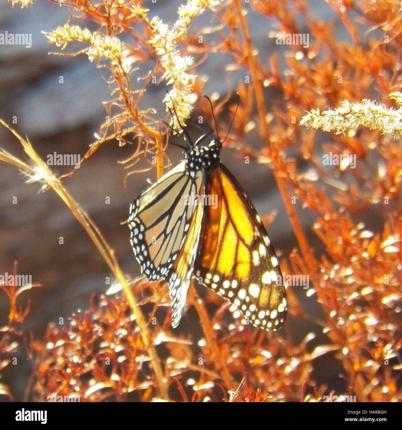 Monarch butterflies are a key species in Florida's ecosystems ...