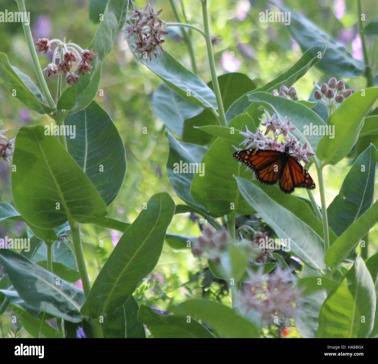 A monarch butterfly spotted in California during its migration season ...