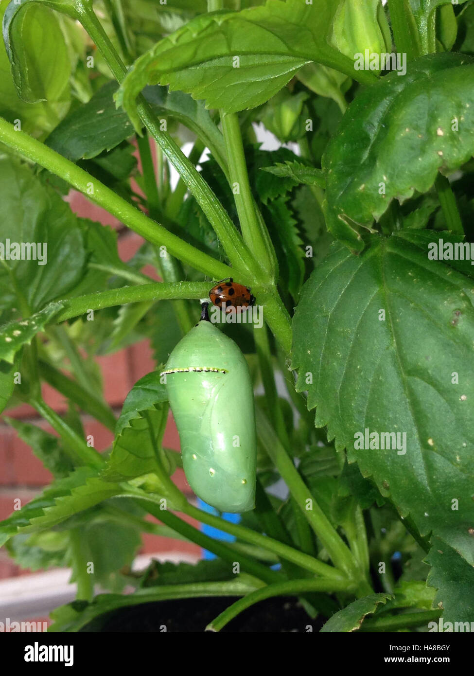 A Monarch chrysalis in New Jersey marks an important stage in the ...