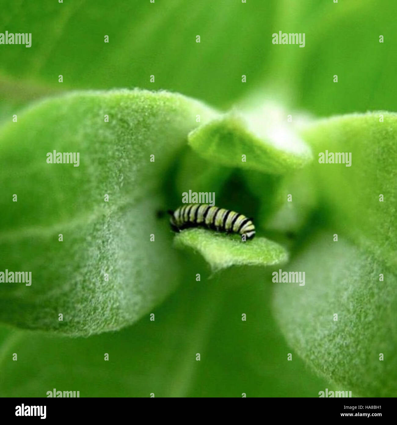 The image shows a Monarch caterpillar in Minnesota, highlighting the ...