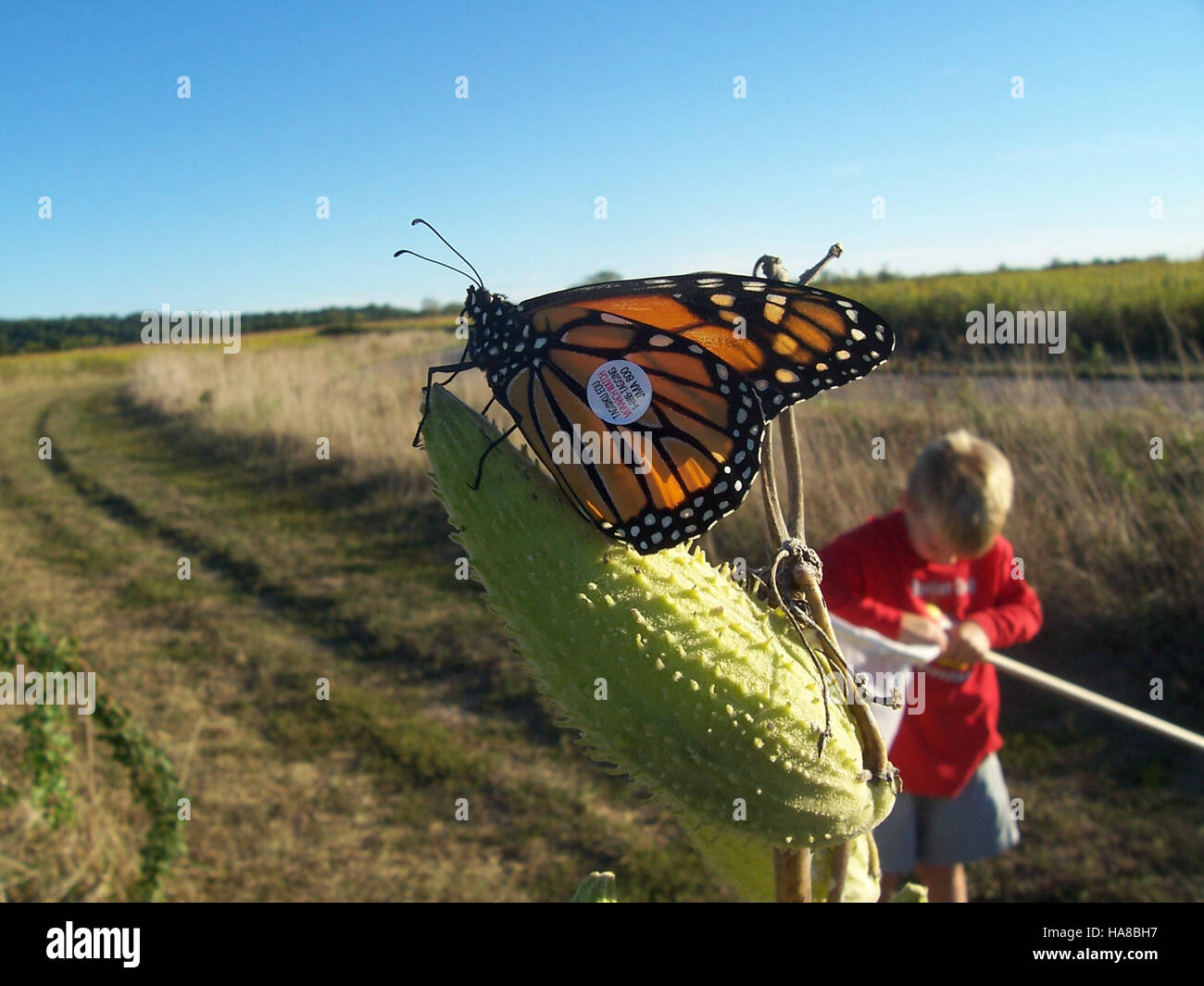 Endangered butterflys species hi-res stock photography and images - Alamy