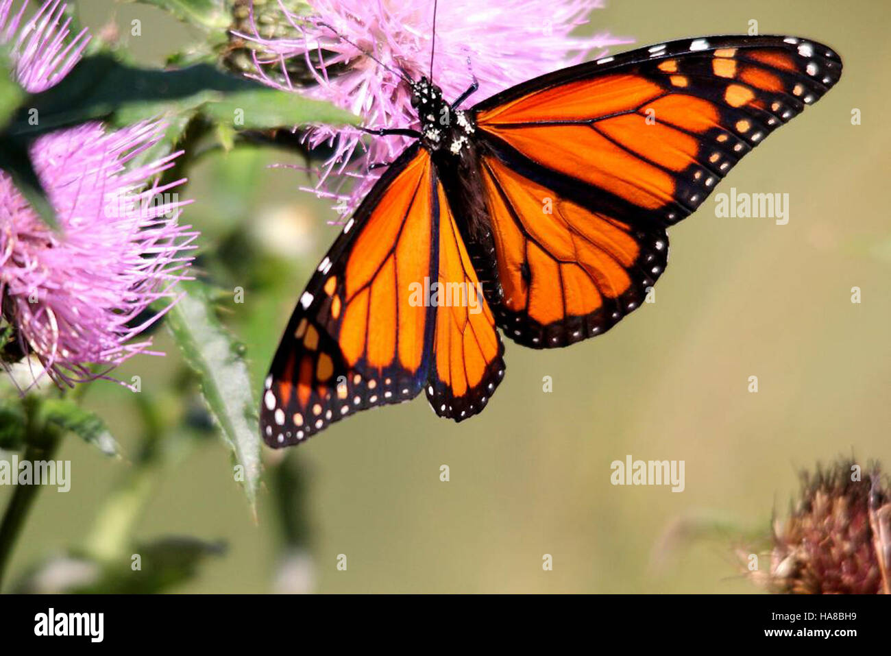 A Monarch Butterfly is observed in Nebraska, emphasizing the species ...