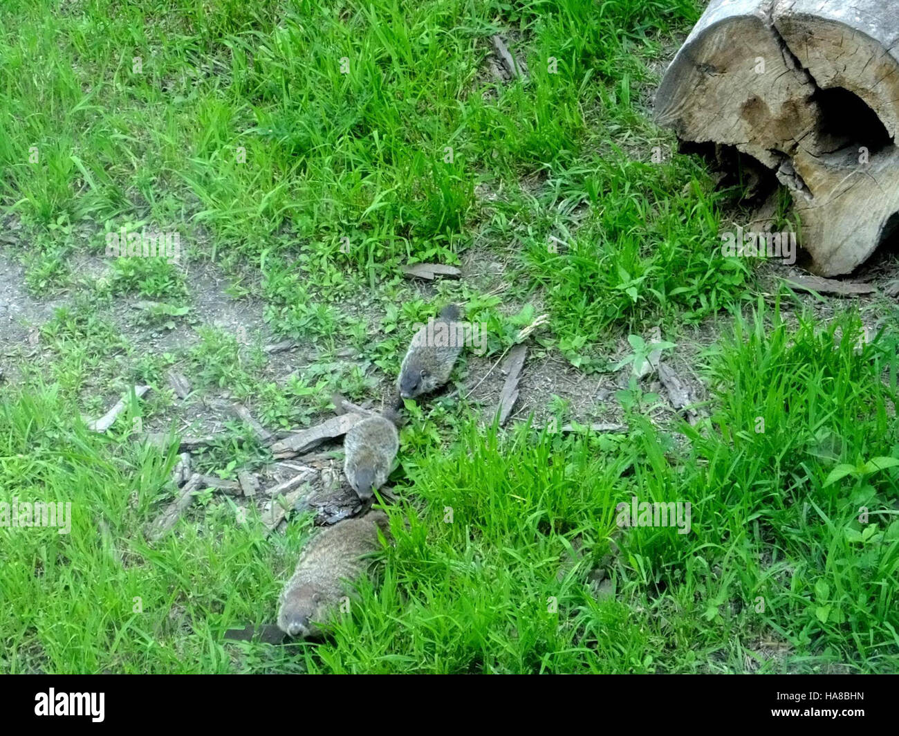 A groundhog and its young are observed in a natural setting, offering a ...