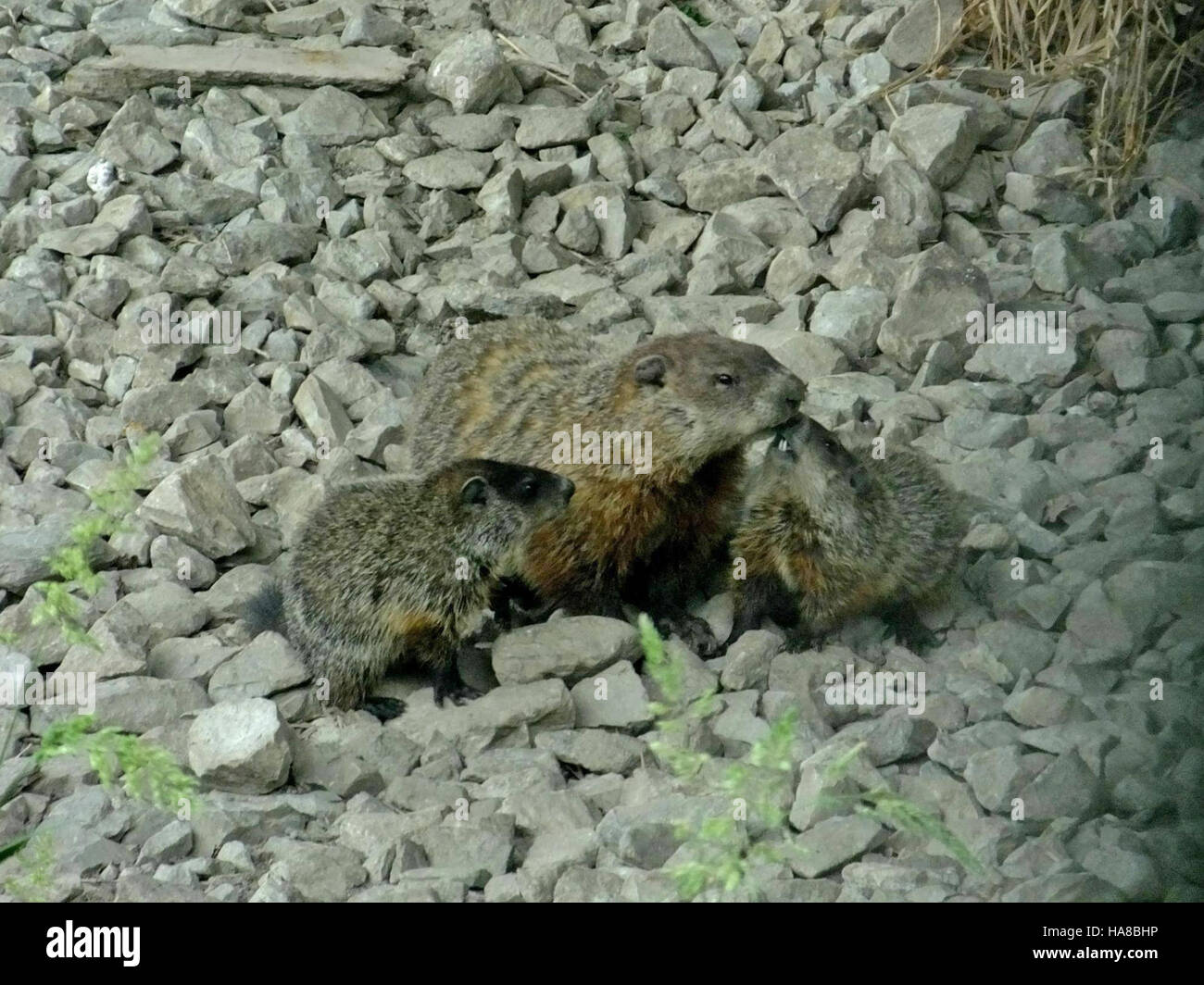 A groundhog and its young are seen in their natural habitat, a reminder ...
