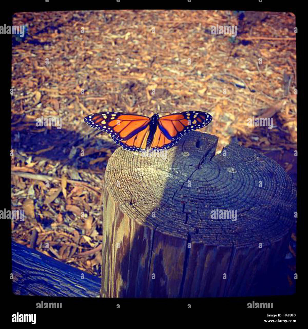 The Monarch Butterfly migrates through California’s national parks ...