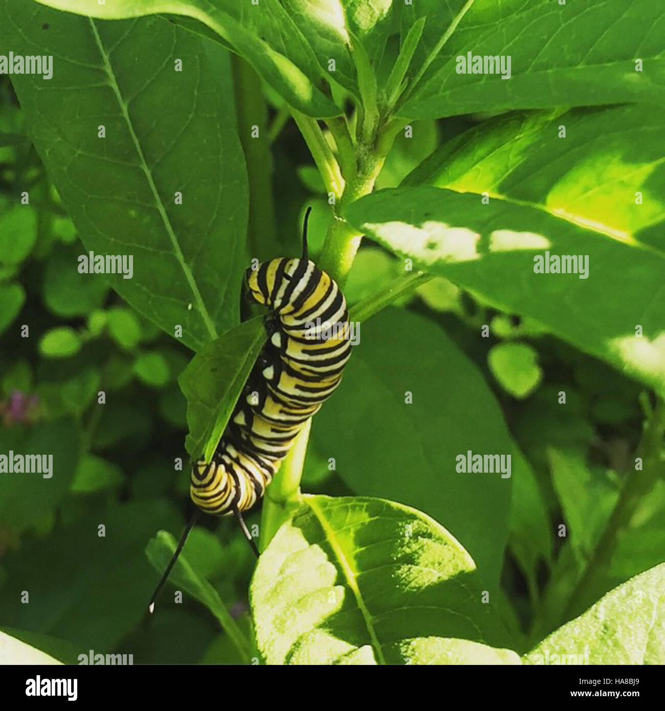 The Monarch Caterpillar, observed in Texas, is a key species in the ...