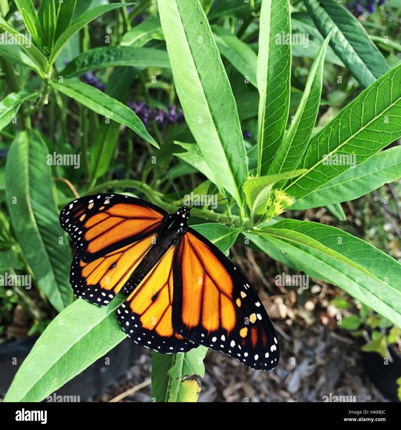 A Monarch Butterfly in Kansas highlights the importance of habitat ...