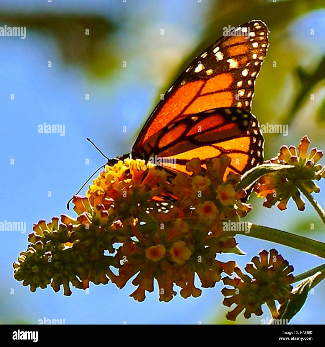 usfwsmidwest 18412882538 Monarch Butterfly in California Stock Photo ...