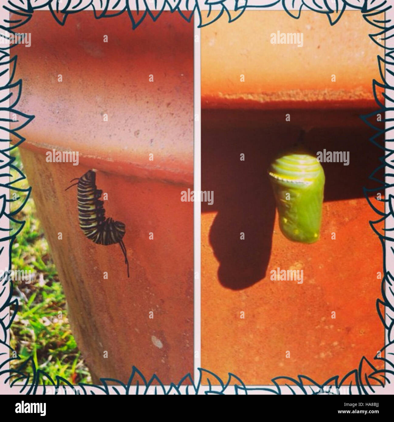 A Monarch caterpillar transitions to a chrysalis in a Florida national ...