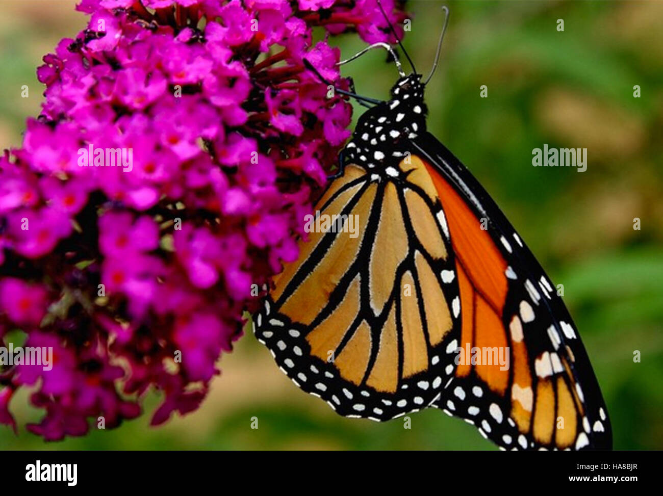 A Monarch Butterfly is observed in South Carolina, part of its ...