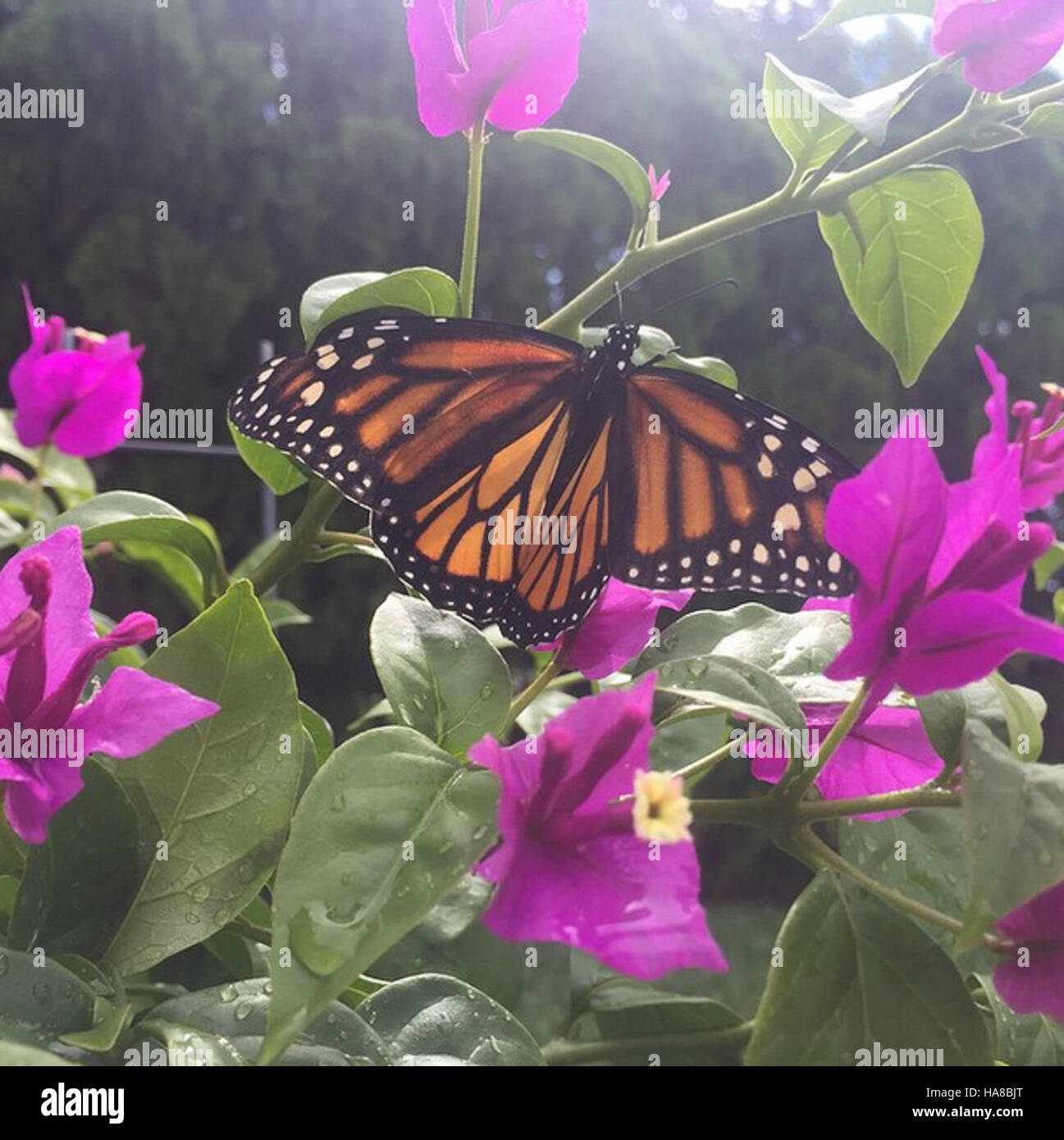 The Monarch Butterfly, captured in Florida, is part of a migratory ...