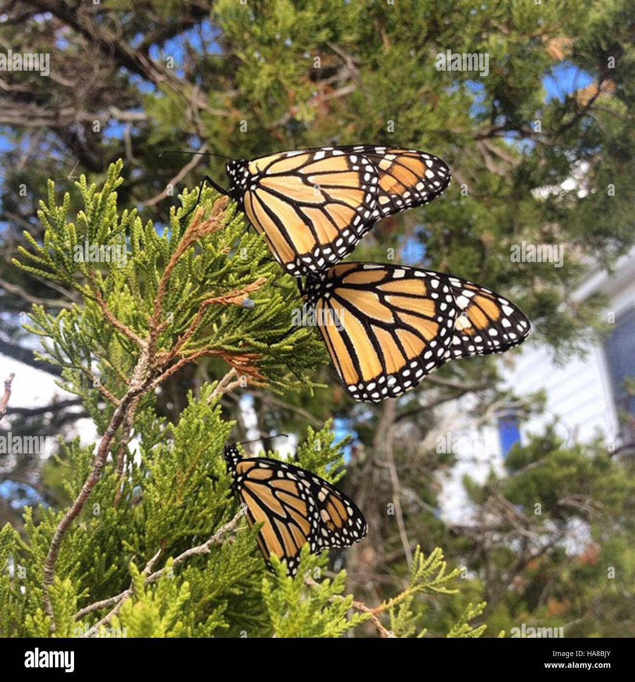 Monarch butterflies, known for their long migratory journey, are a key ...