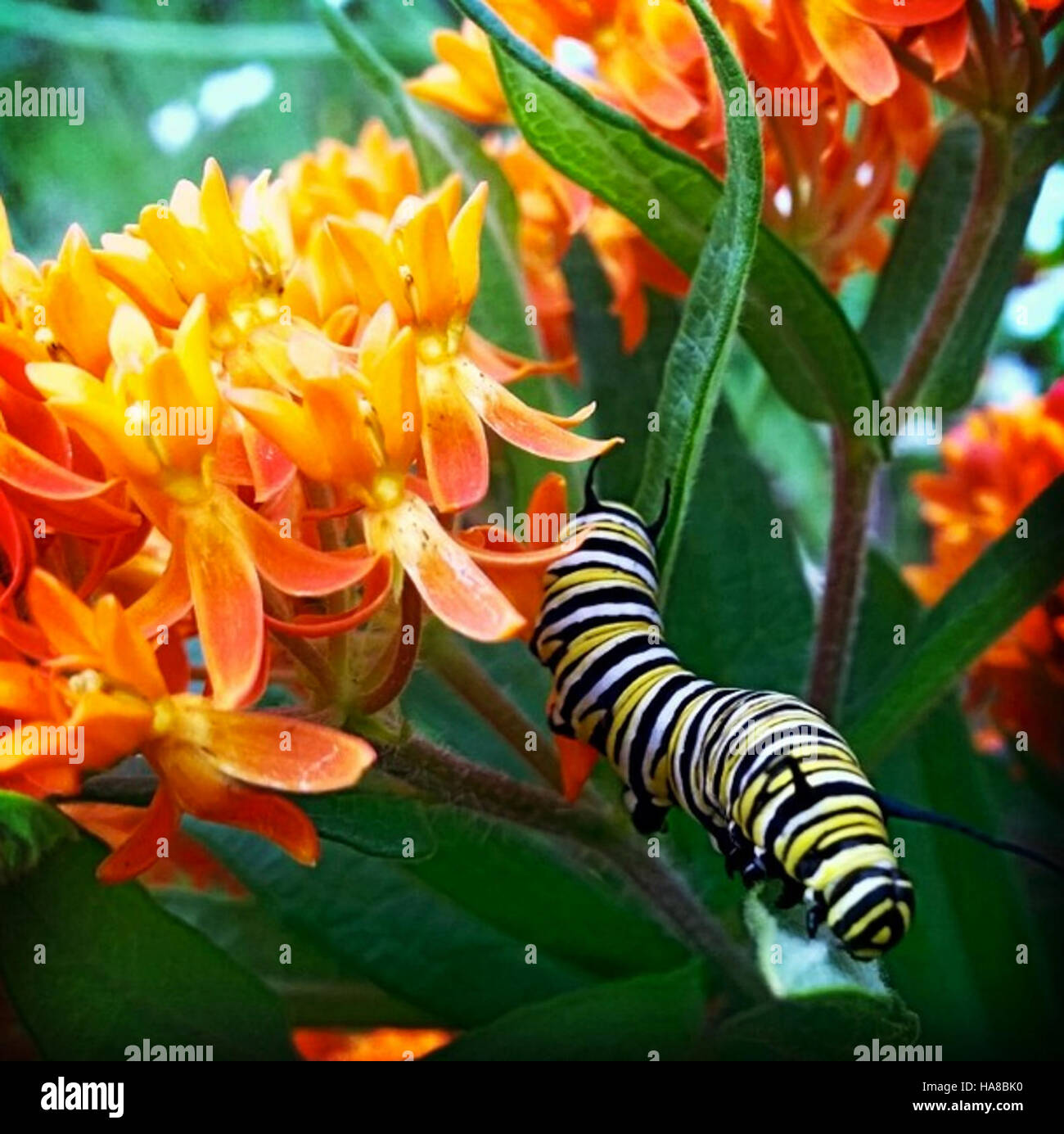 A Monarch caterpillar is shown in Minnesota, emphasizing the importance ...