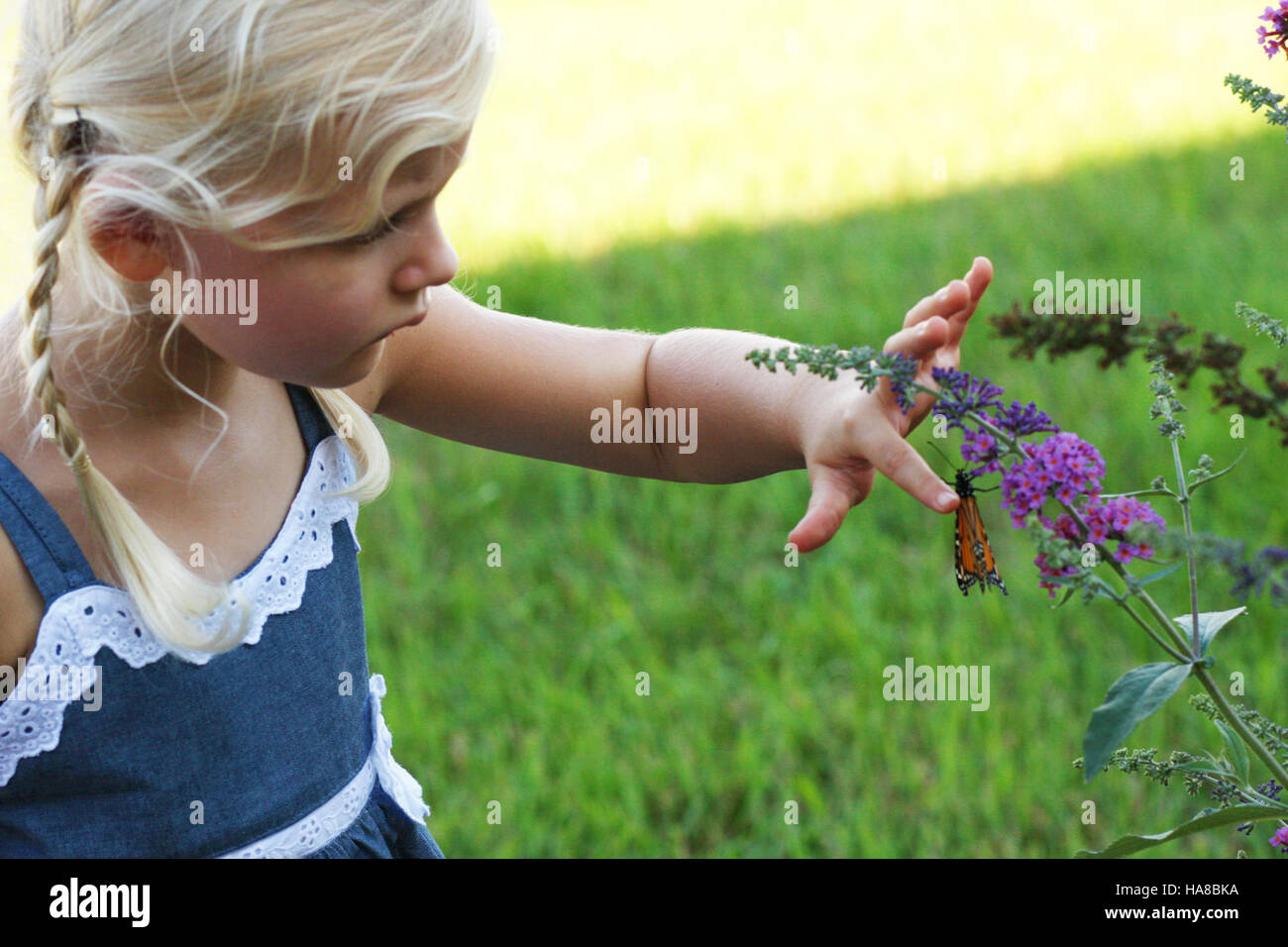 A young Monarch enthusiast observes the iconic Monarch butterfly at a ...