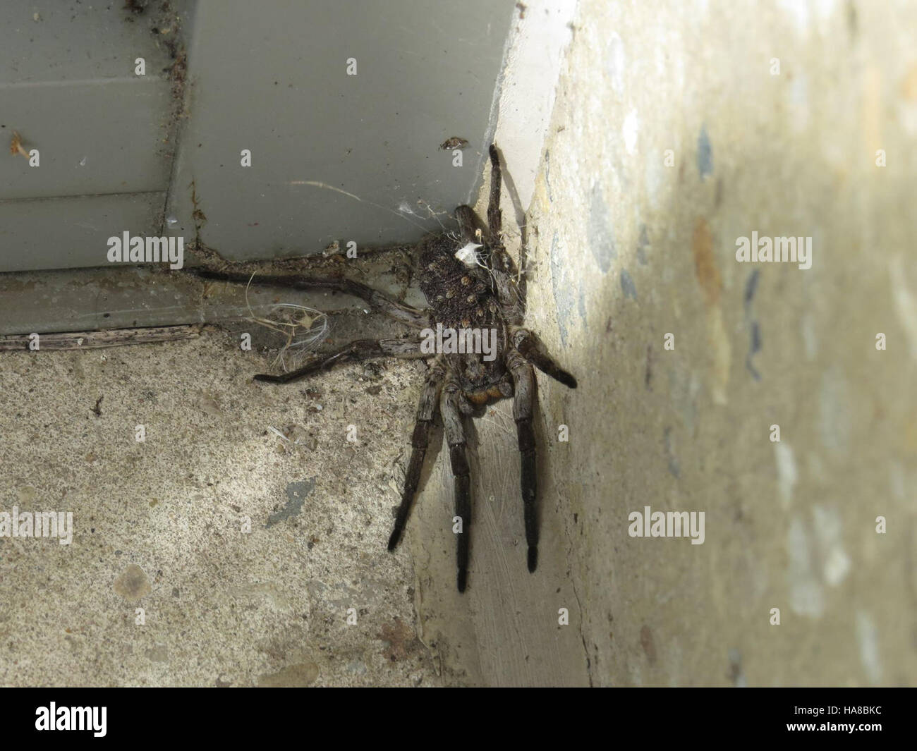 A wolf spider with its young, captured in a national park, highlights the importance of ...
