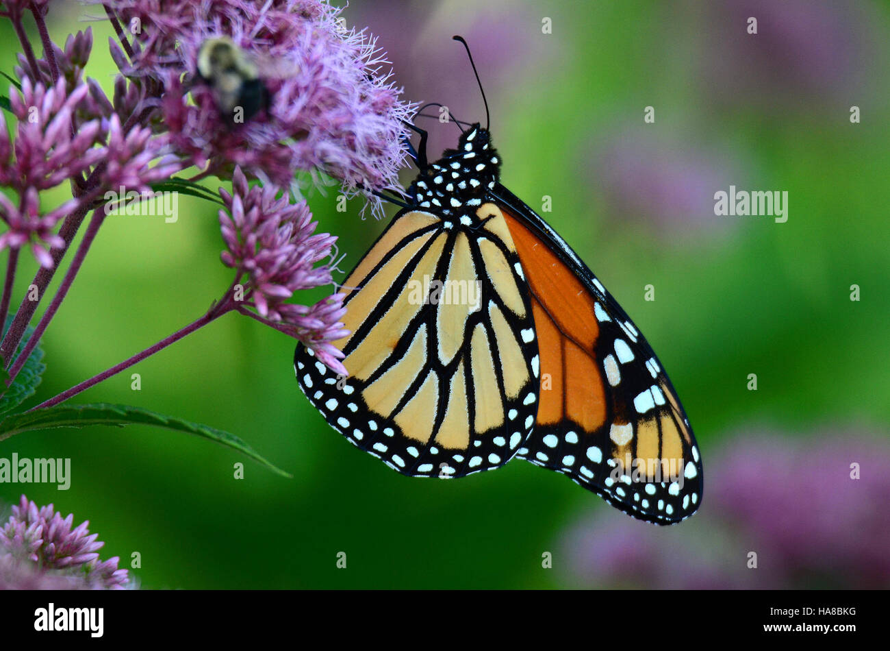 This image shows a Monarch Butterfly in Minnesota, a vital pollinator ...