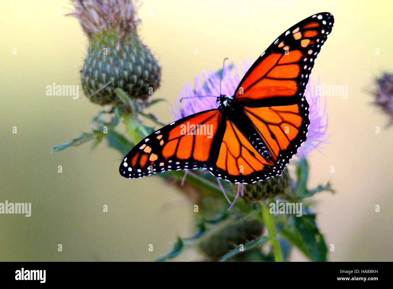 Nebraska national park nature hi-res stock photography and images - Alamy