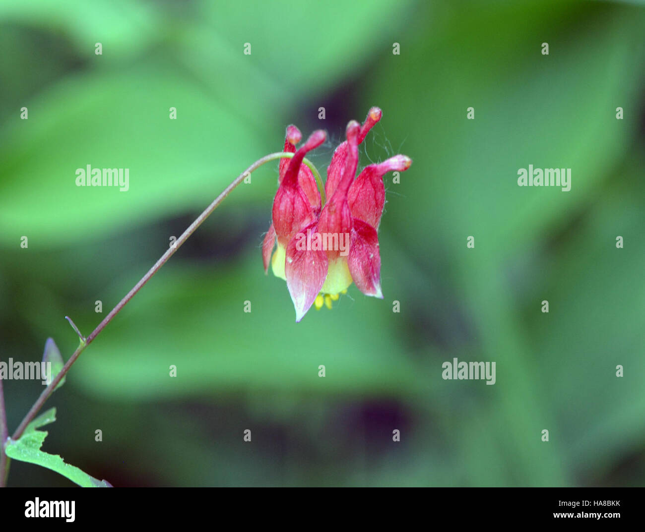 Red columbine aquilegia canadensis hi-res stock photography and images ...
