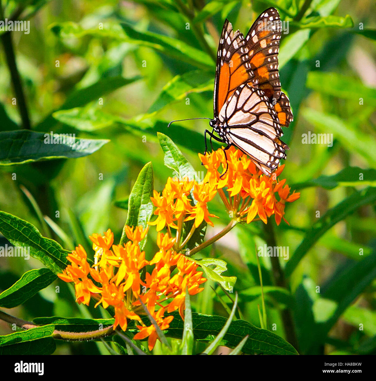 Monarch butterfly key species hi-res stock photography and images - Alamy