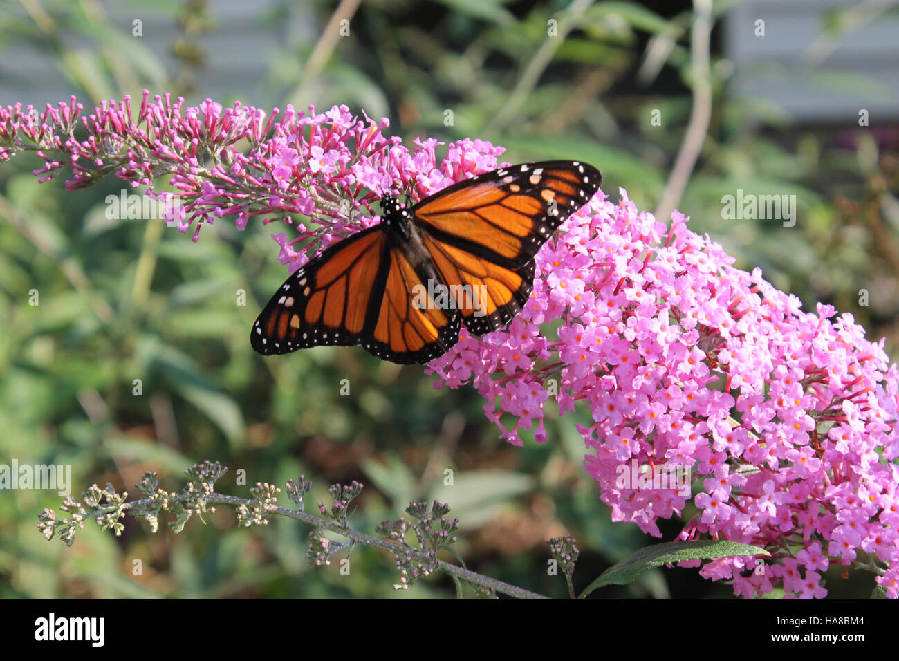 The Monarch Butterfly migrates through Michigan's national parks ...
