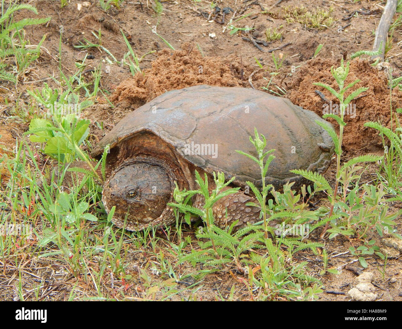 The snapping turtle is a common species in Midwest National Parks ...