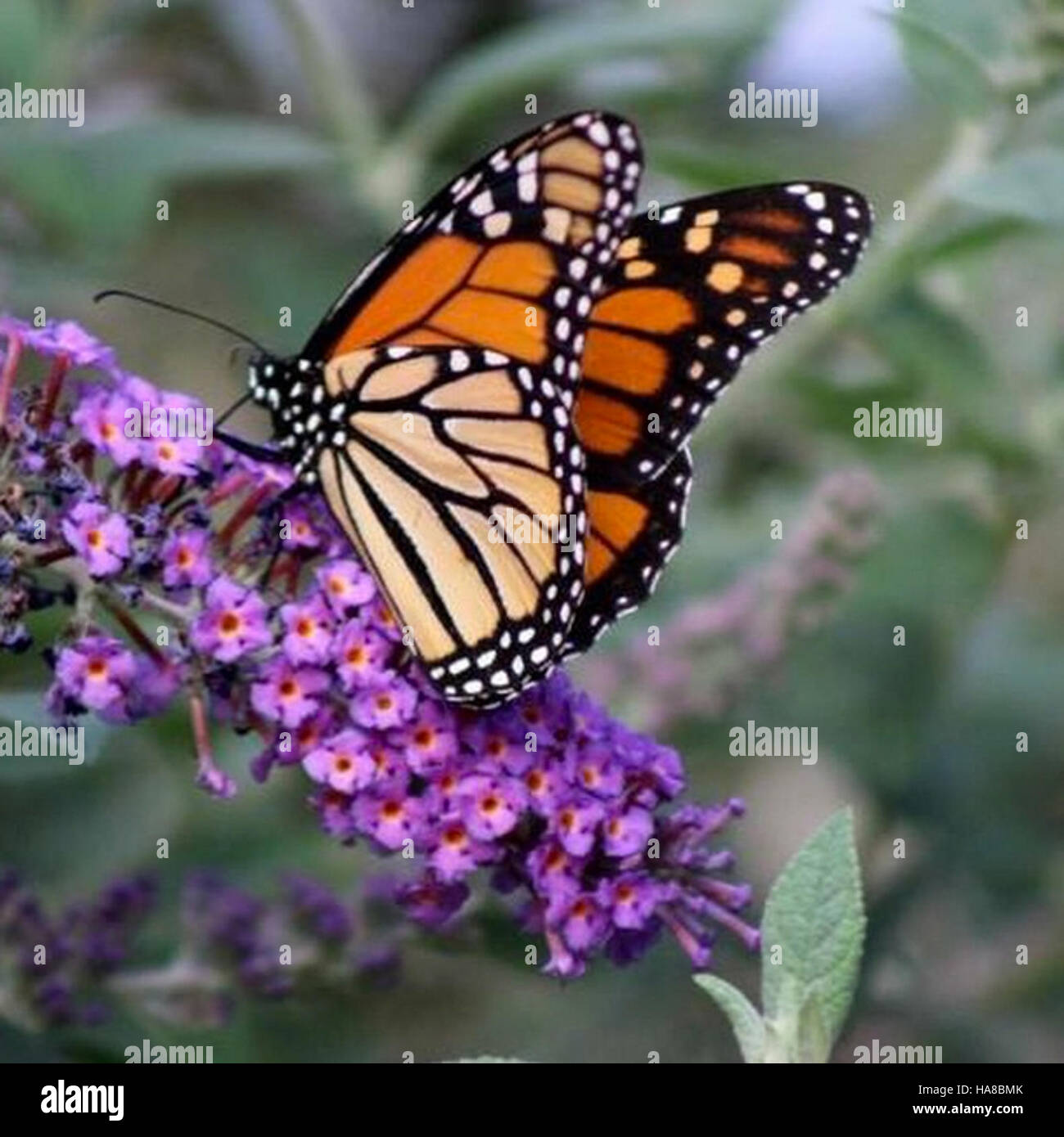 usfwsmidwest 18574241766 Monarch Butterfly in Georgia Stock Photo - Alamy