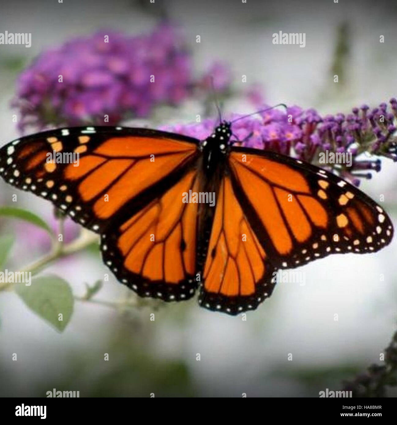 The Monarch Butterfly is seen in Georgia's National Park, part of its ...
