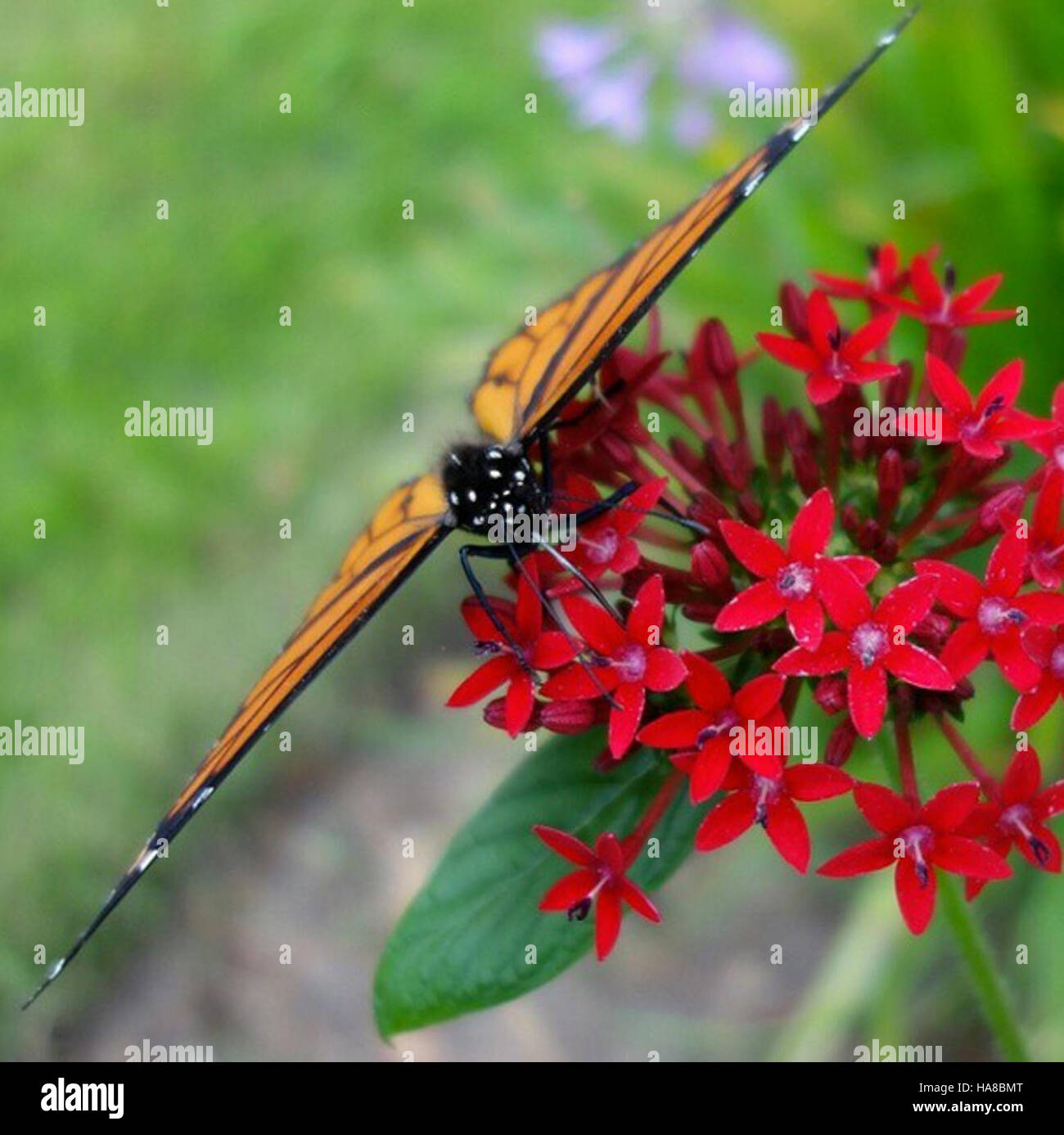 The Monarch Butterfly is a key species in the ecosystem of National ...