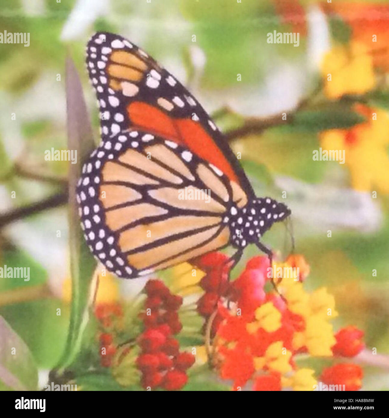 A Monarch butterfly photographed in a Minnesota National Park ...