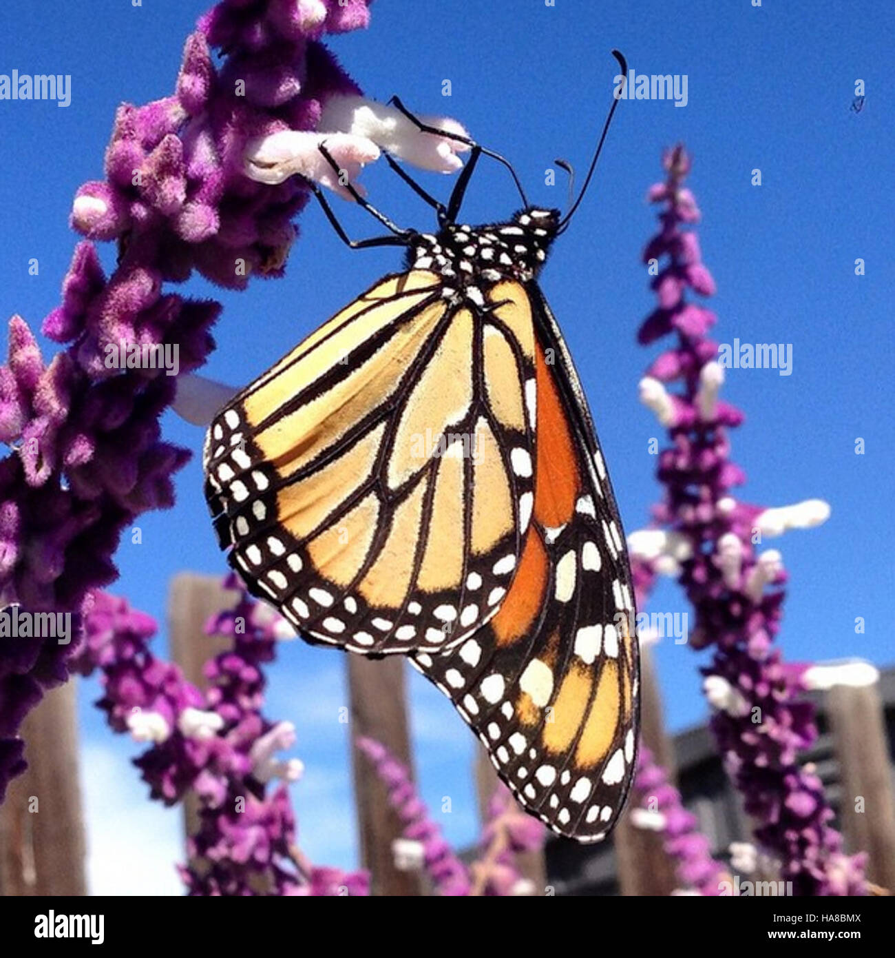A Monarch butterfly is observed in a California national park ...