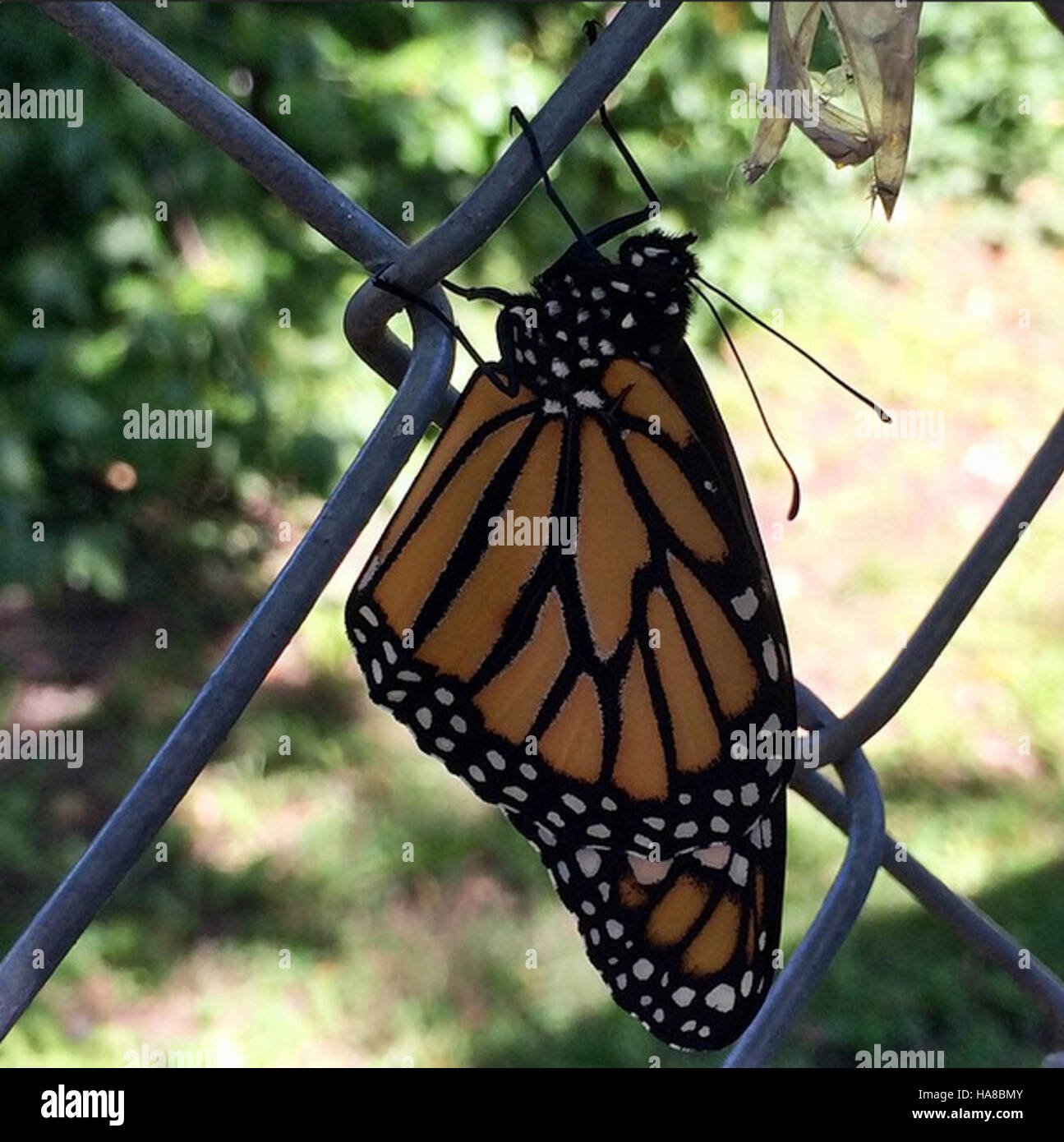 The Monarch Butterfly, a key species in Kansas national parks, migrates ...