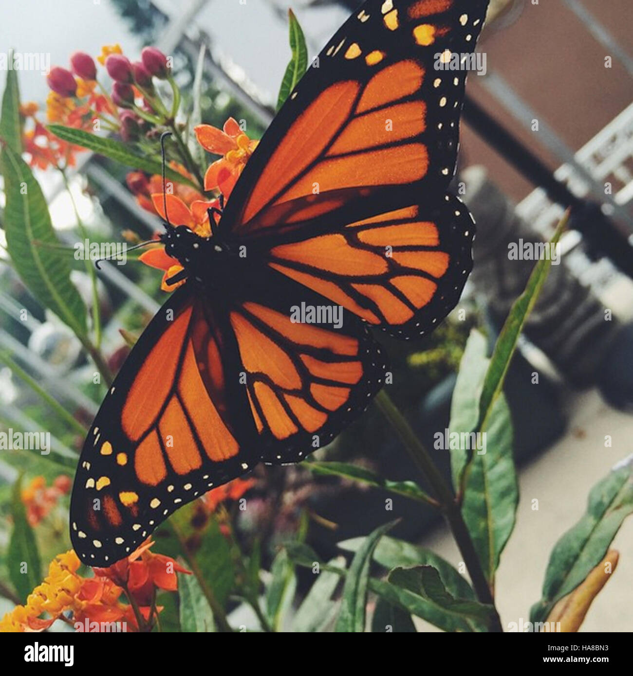 The Monarch Butterfly migrates through California National Park during ...