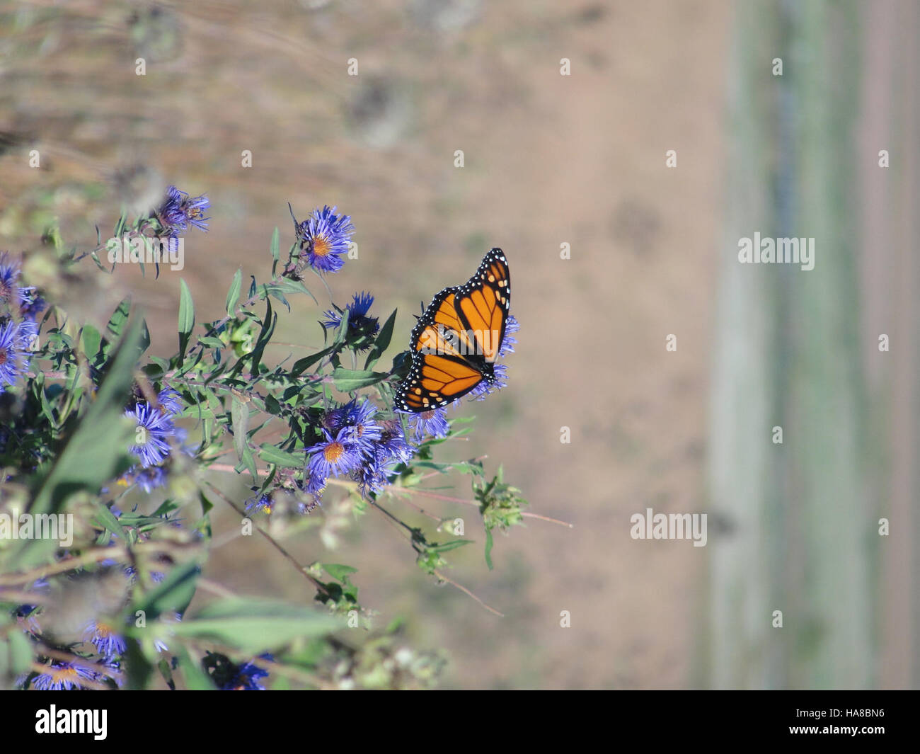 A Monarch Butterfly seen in Iowa, a key migratory species known for its ...