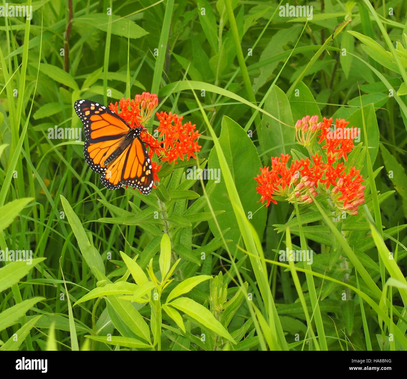 Specific feeding patterns hi-res stock photography and images - Alamy