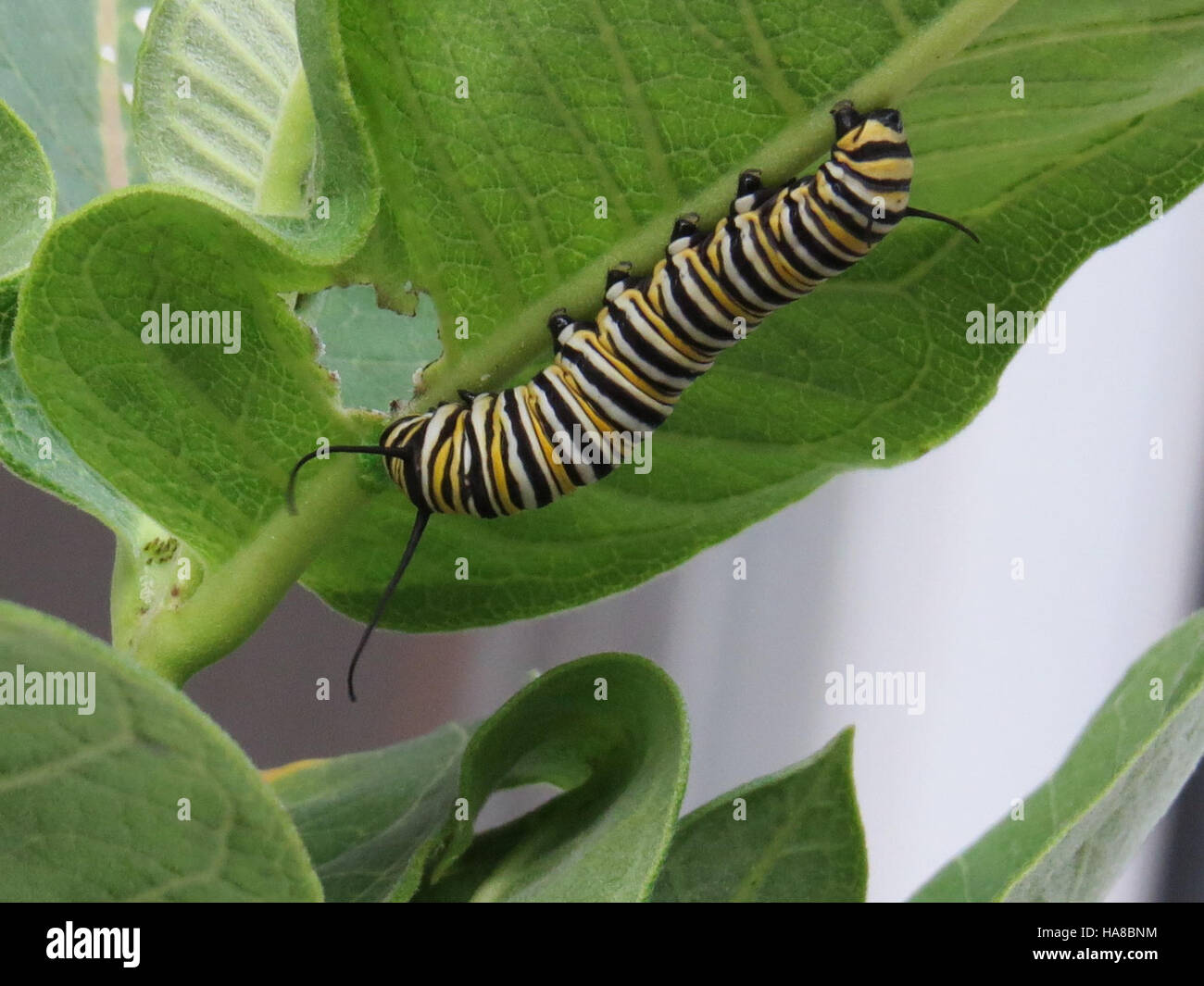 This monarch caterpillar was photographed in Iowa's national park ...