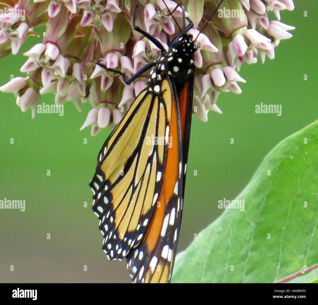 This image shows a monarch butterfly in Iowa, emphasizing its role in ...