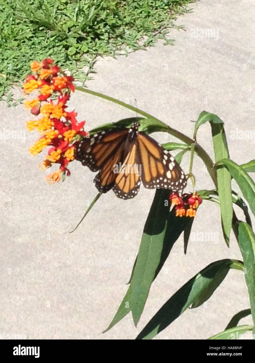 A Monarch butterfly is spotted in a Florida national park, highlighting ...