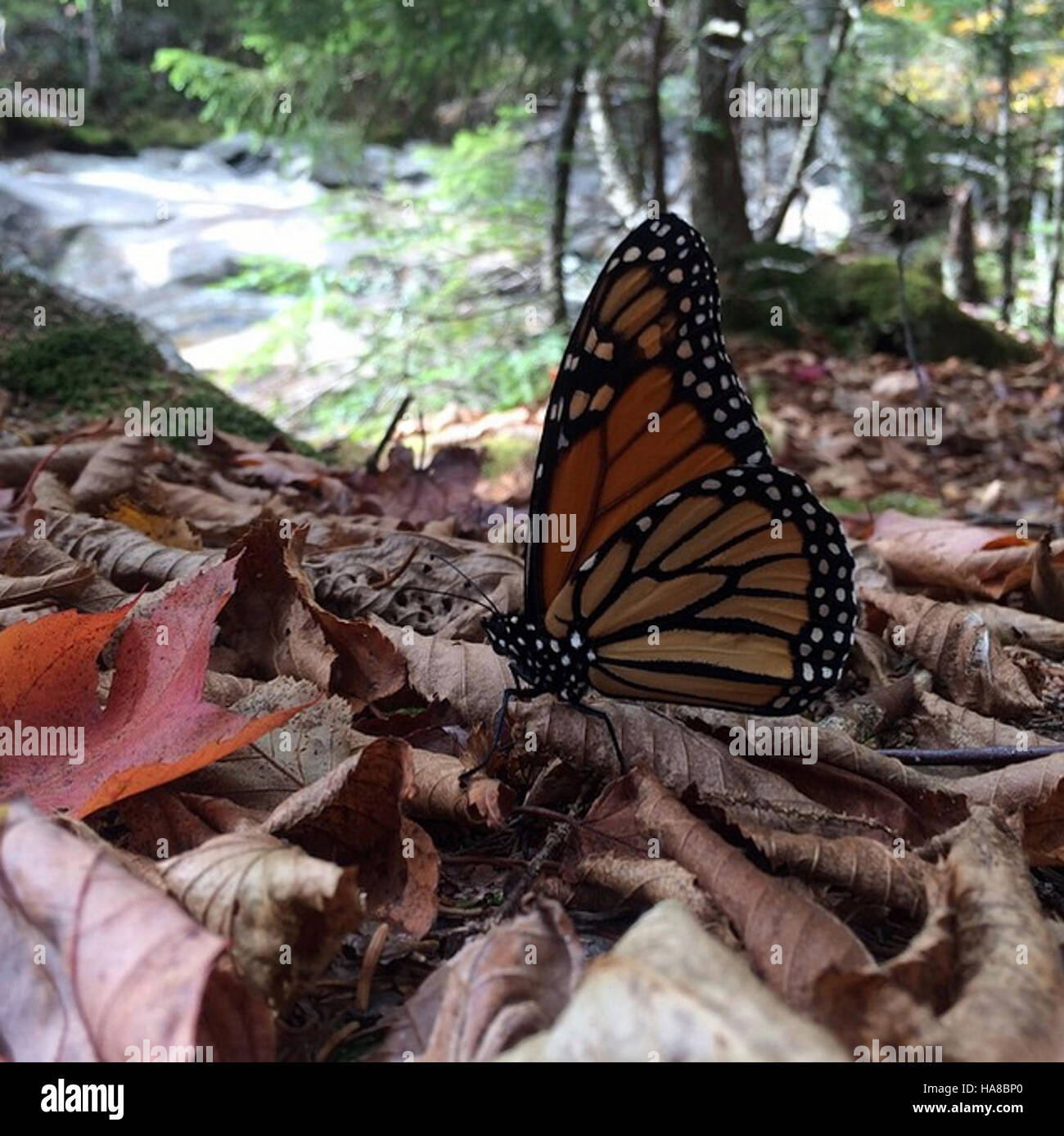 Monarch butterflies are a key species within a national park ...
