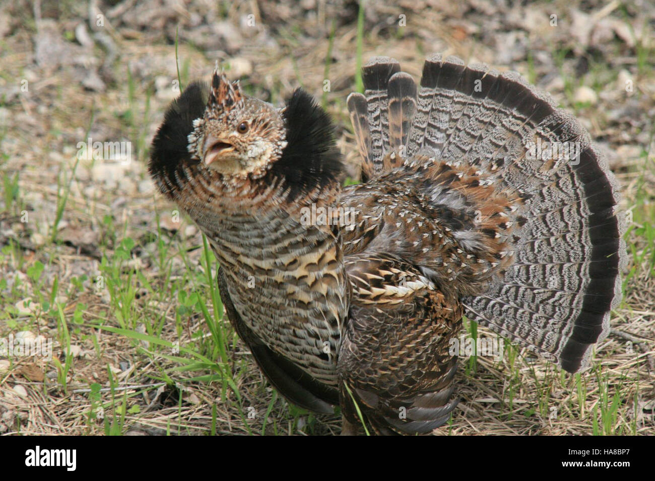 Ruffed Grouse are a key species in forest ecosystems, and their ...