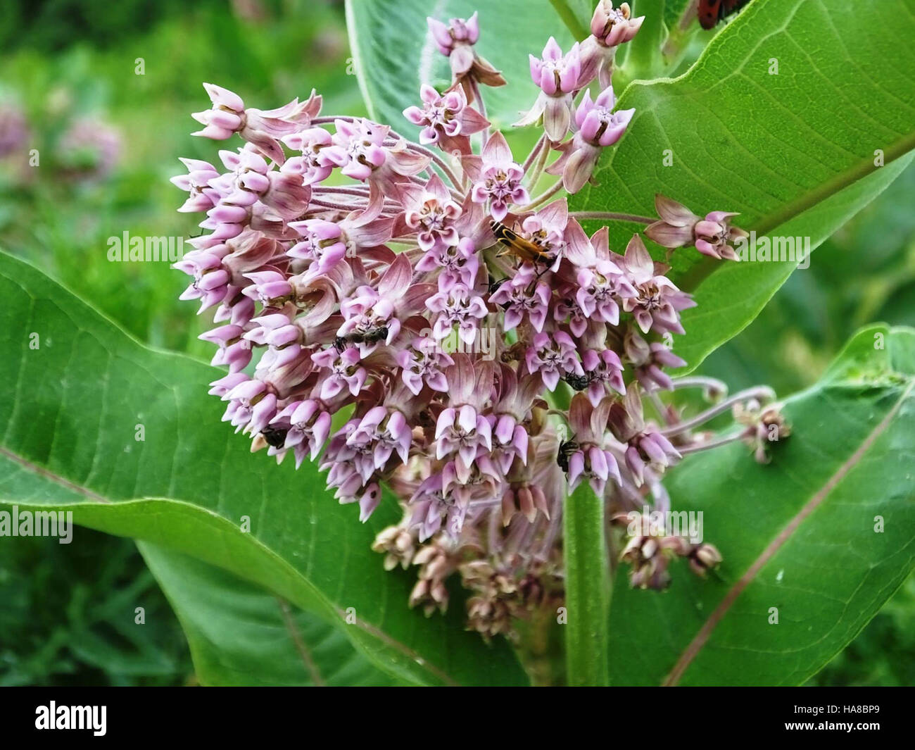 An image of Common Milkweed in a national park, highlighting its role ...