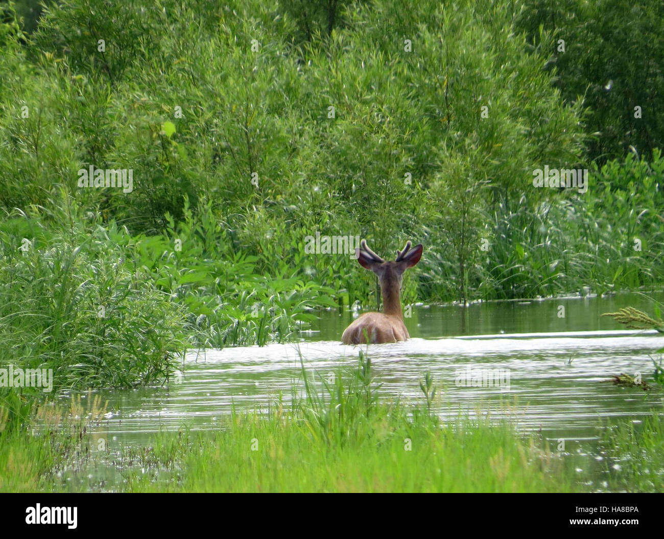 The Wading Buck is observed in a wetland area within a National Park ...